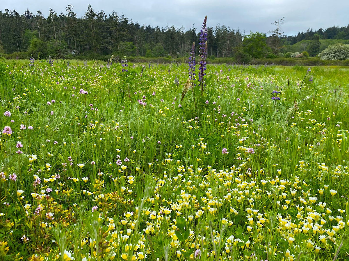 Spring in the Meadow of Mud and Mad Dreams — Northwest Meadowscapes