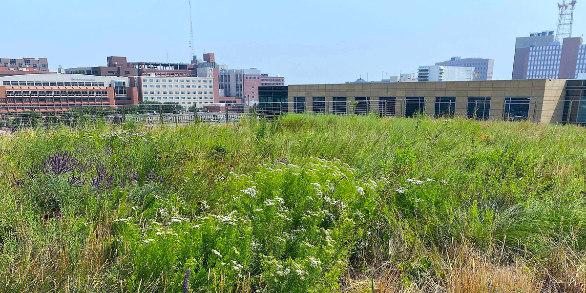 Midwest & East — Northwest Meadowscapes