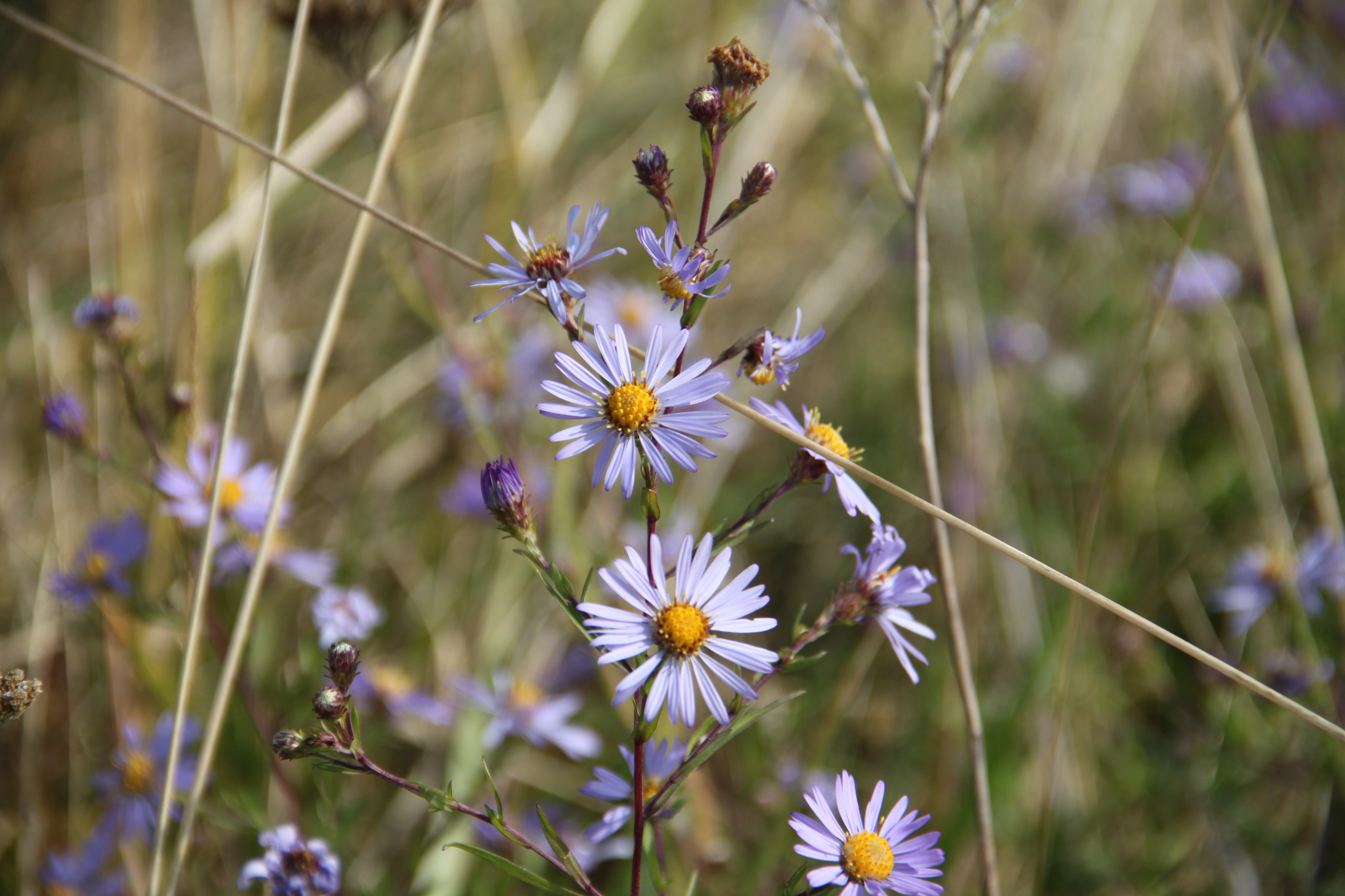 Northwest Meadowscapes Native Seed