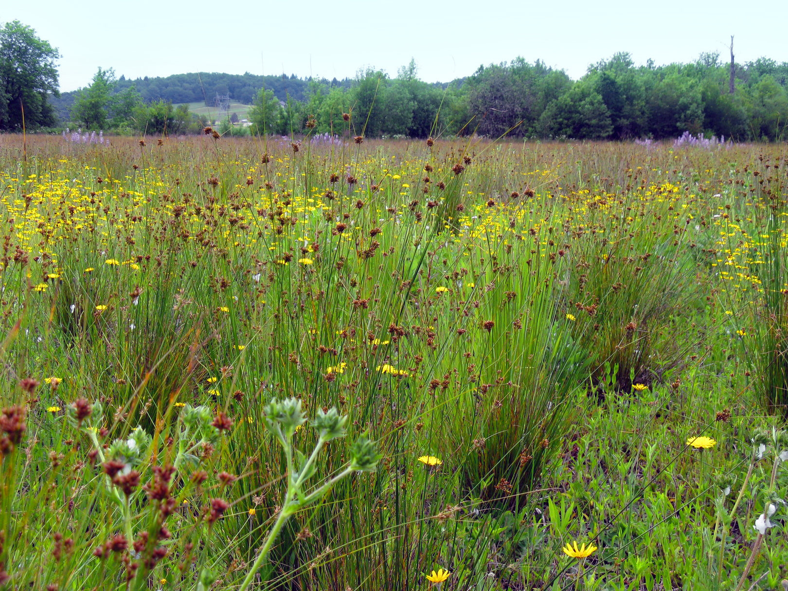 Northwest Meadowscapes Native Seed