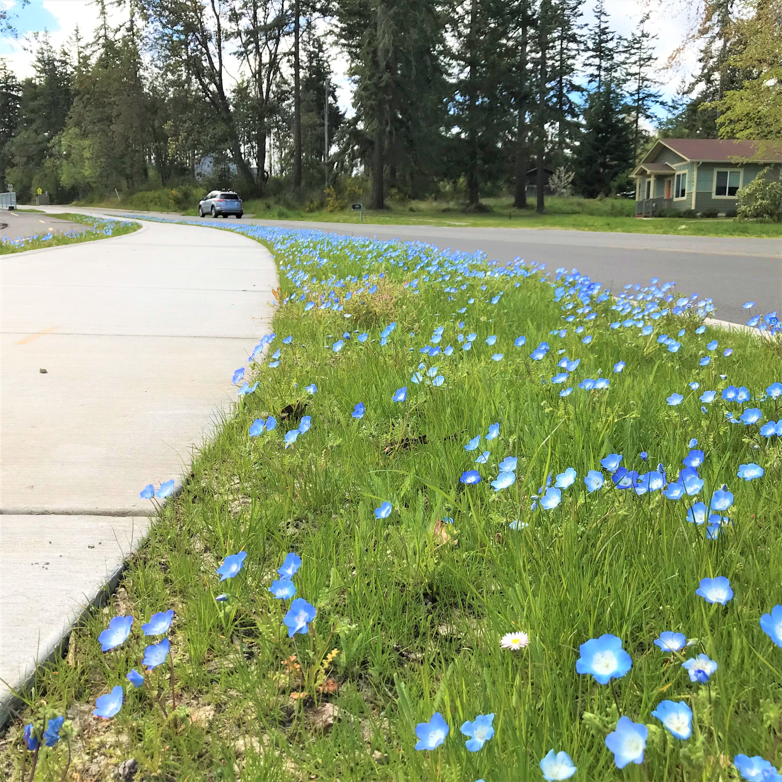 Northwest Meadowscapes Native Seed