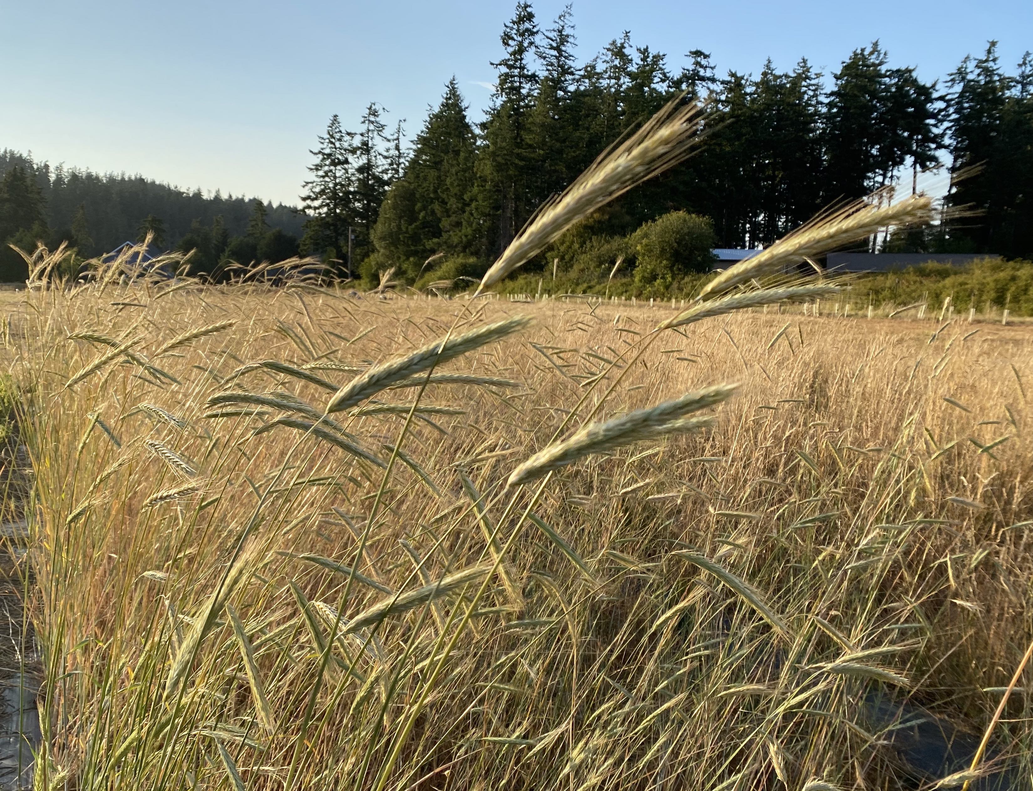 Northwest Meadowscapes Native Seed