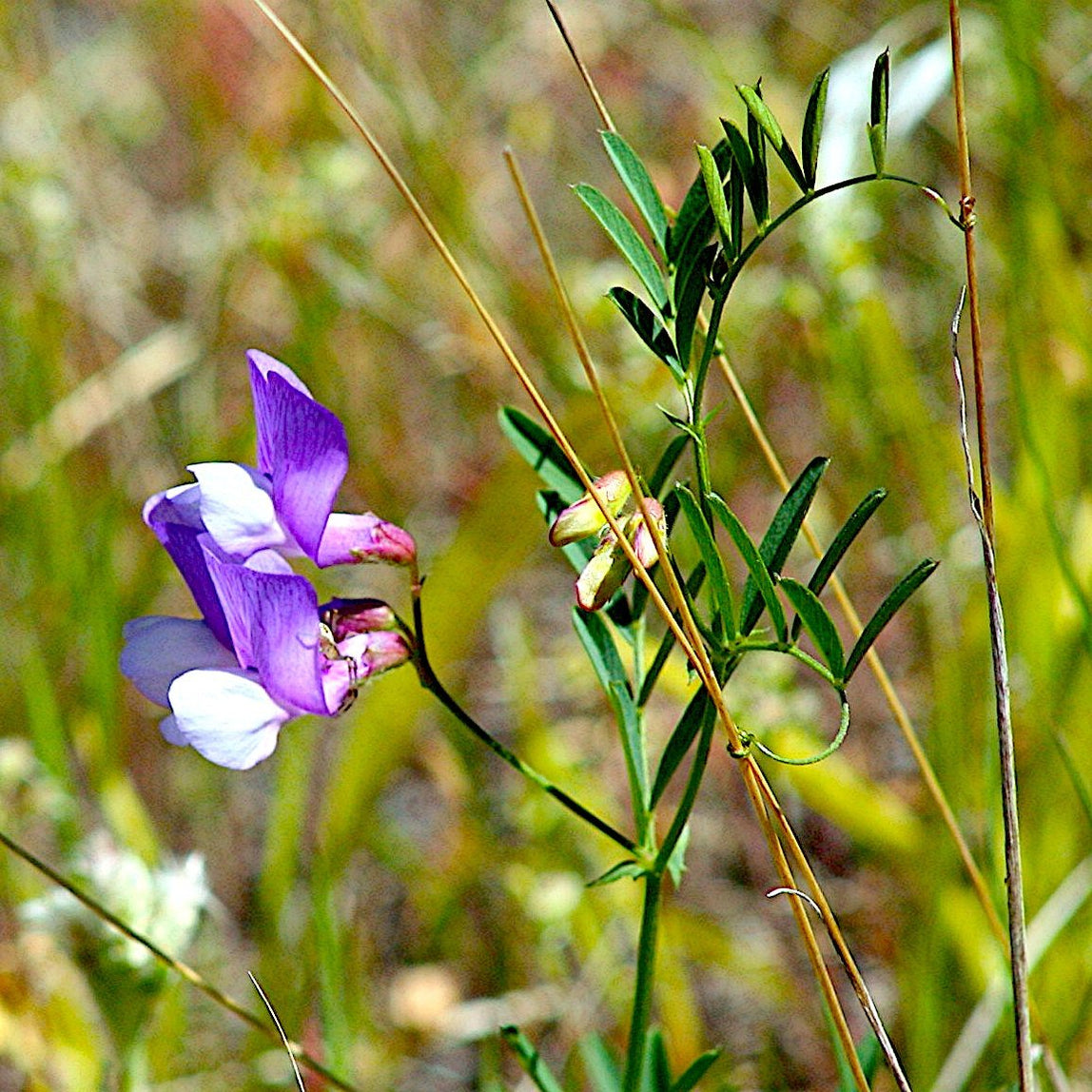 American Vetch Seeds (Vicia americana) — Northwest Meadowscapes