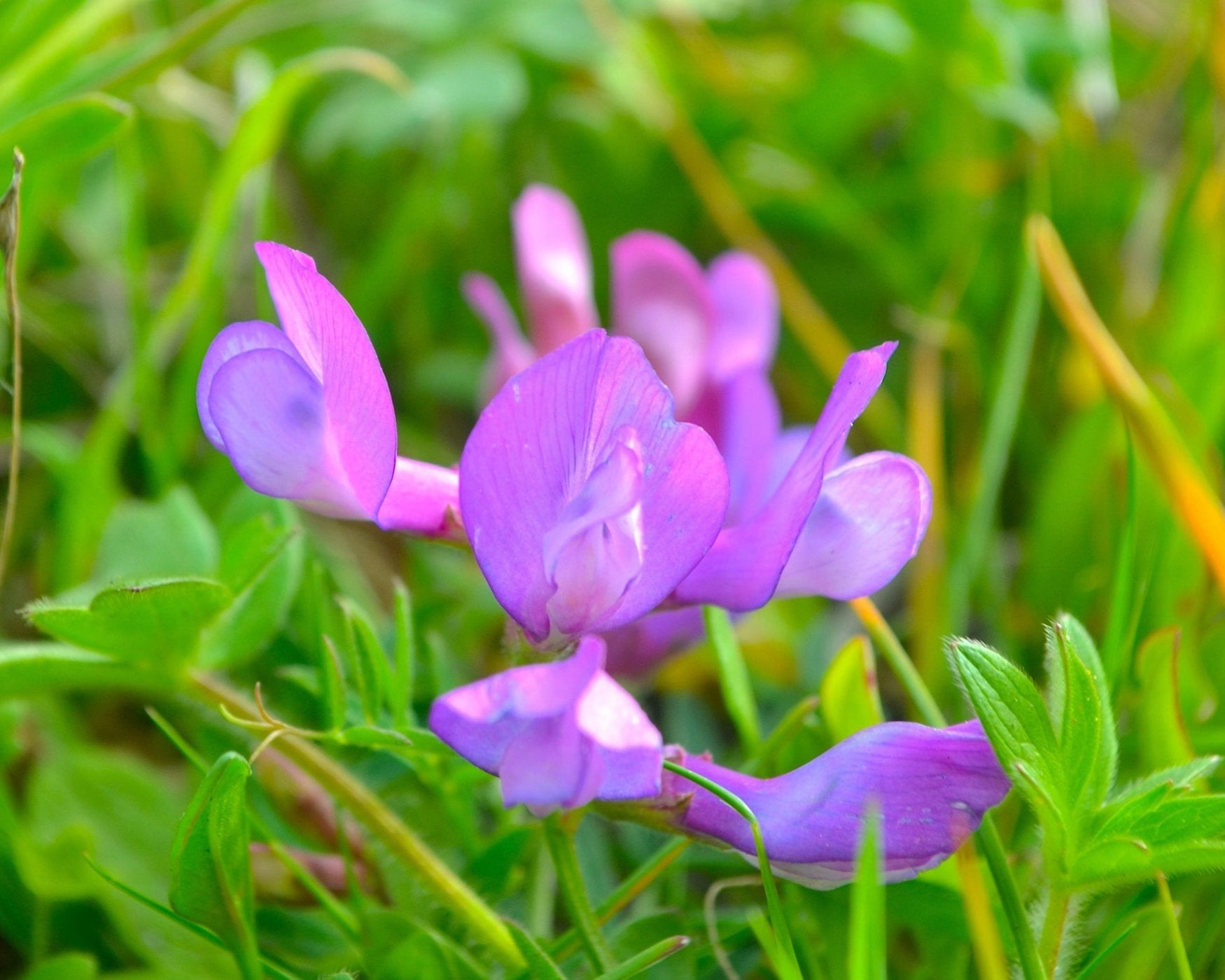 American Vetch Seeds (Vicia americana) — Northwest Meadowscapes
