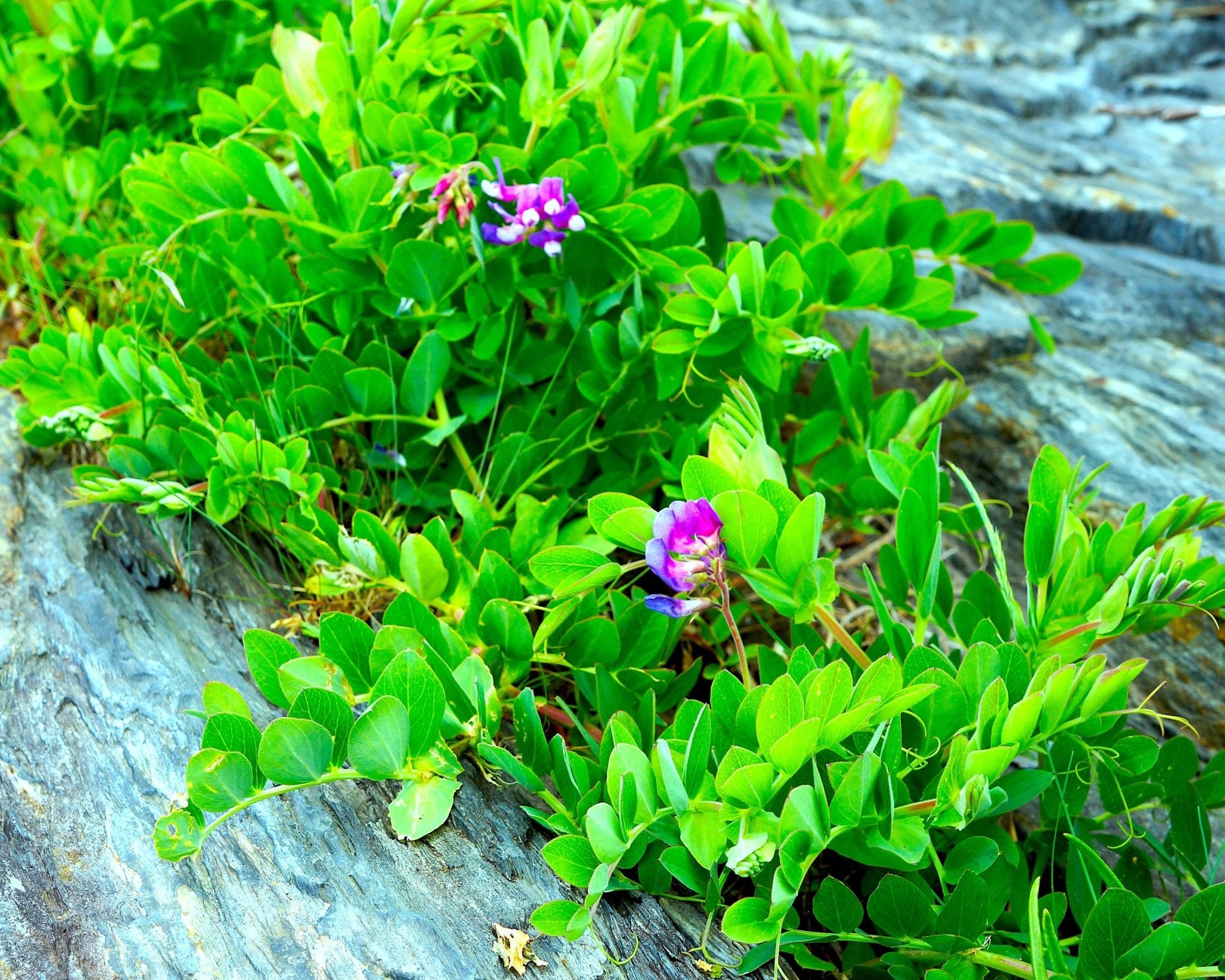 Beach Pea Seeds (Lathyrus japonicus) — Northwest Meadowscapes