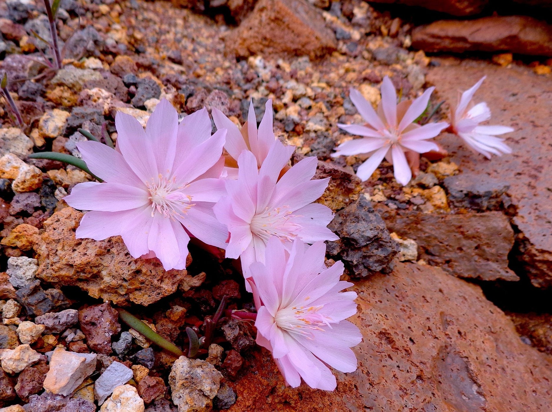 Bitterroot Seeds (Lewisia rediviva) — Northwest Meadowscapes