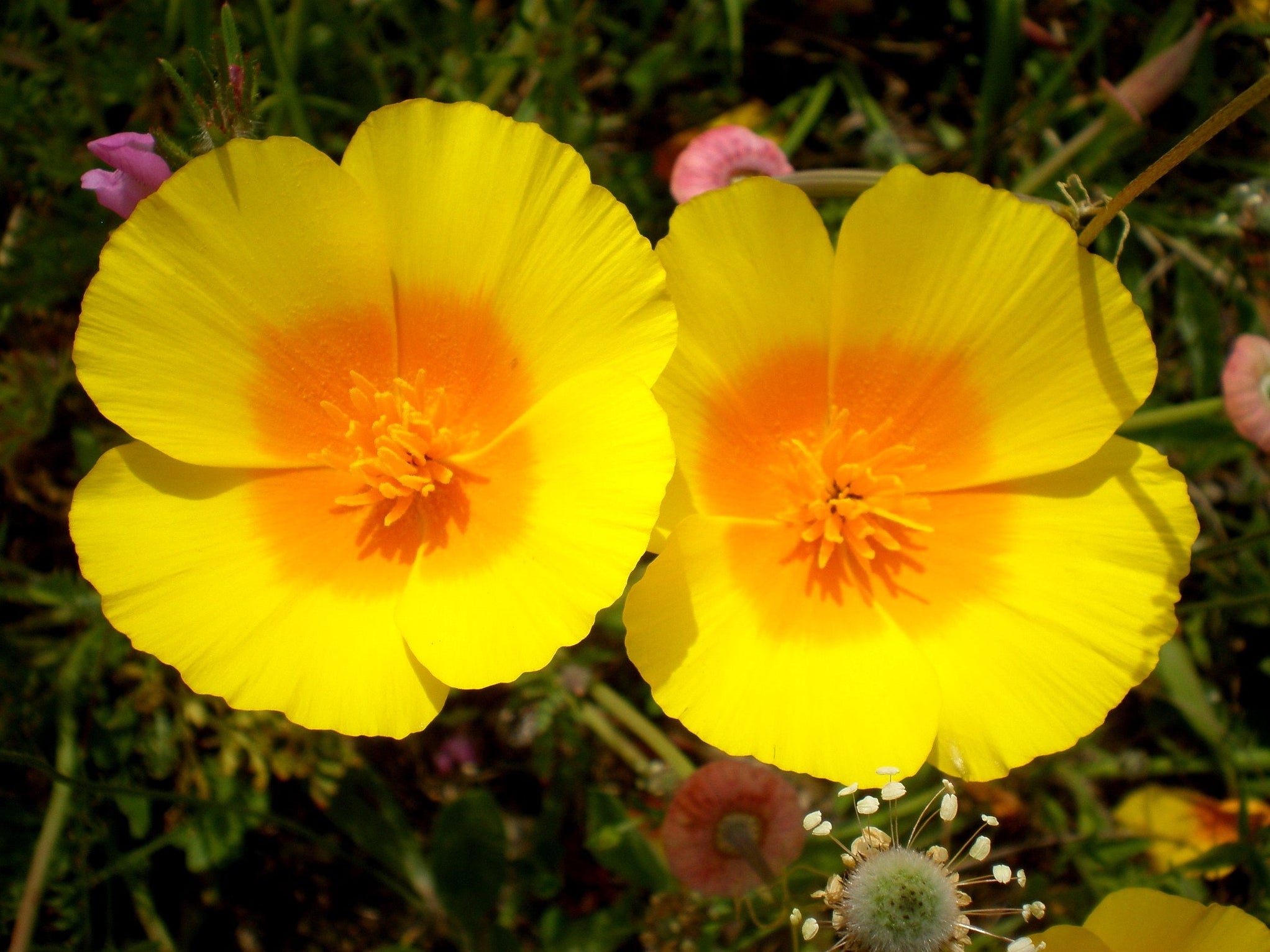 Coastal Poppy (Eschscholzia califronica var. maritima) - Large Pack ...