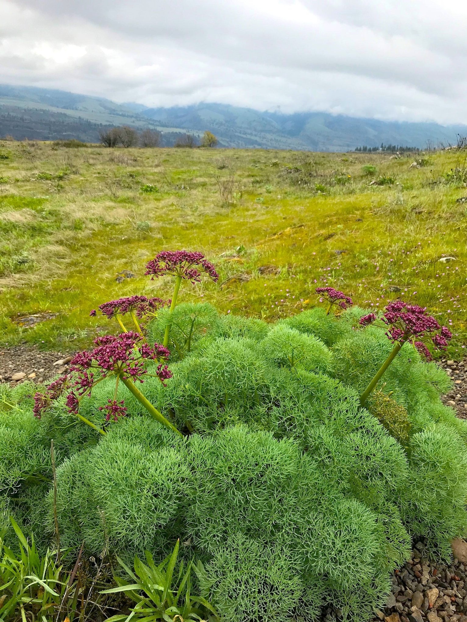 Columbia Biscuitroot Seeds (Lomatium columbianum) — Northwest Meadowscapes