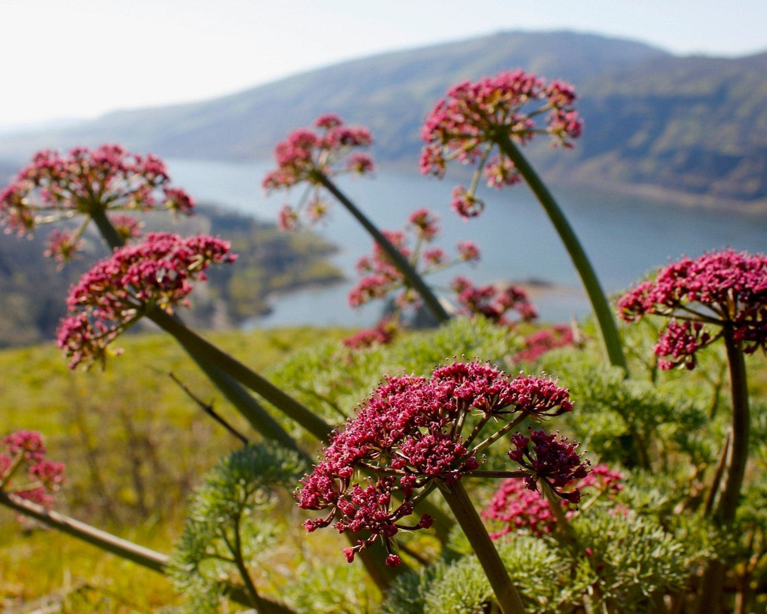 Columbia Biscuitroot Seeds (Lomatium columbianum) — Northwest Meadowscapes