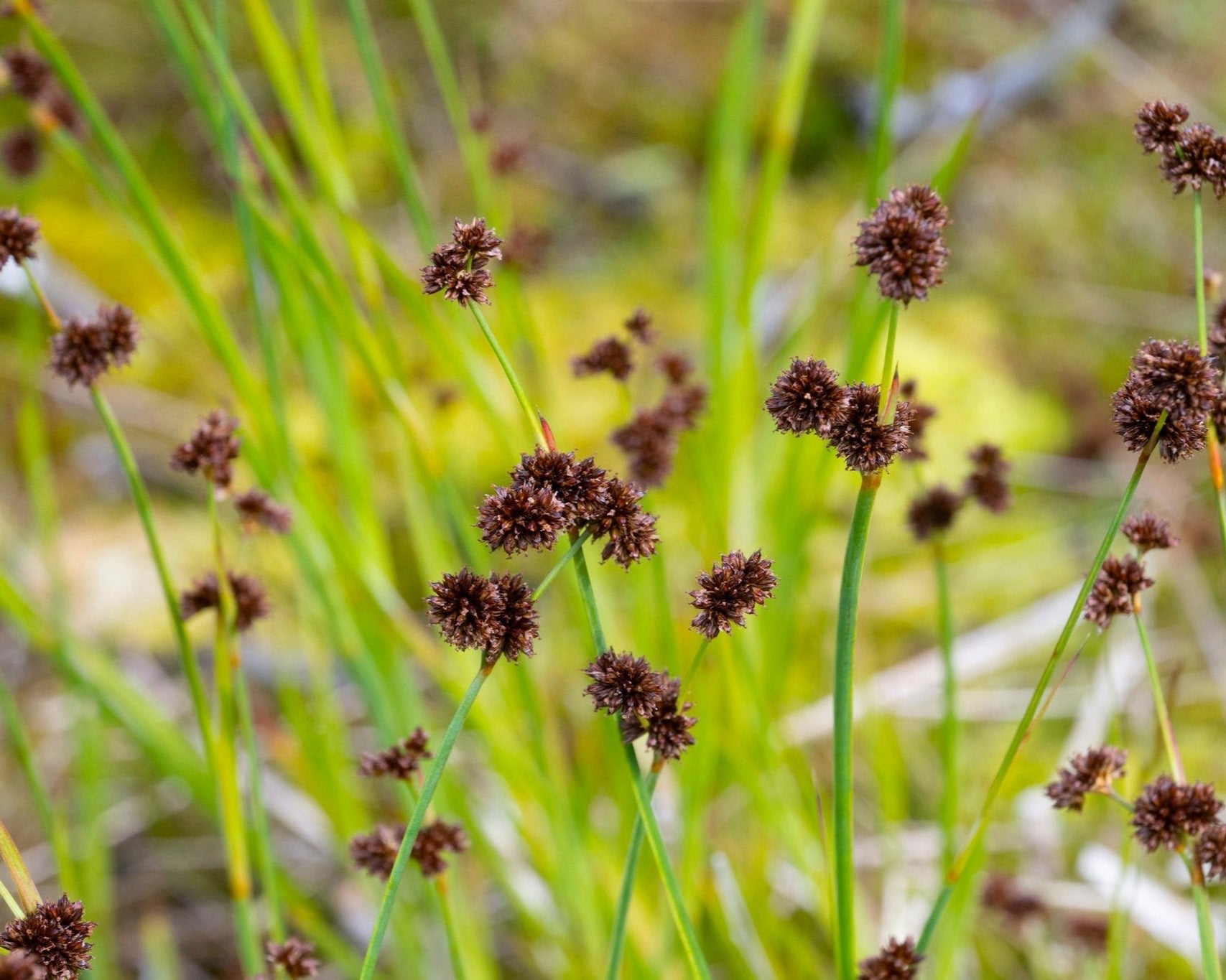 Daggerleaf Rush Seeds (Juncus ensifoliius) — Northwest Meadowscapes