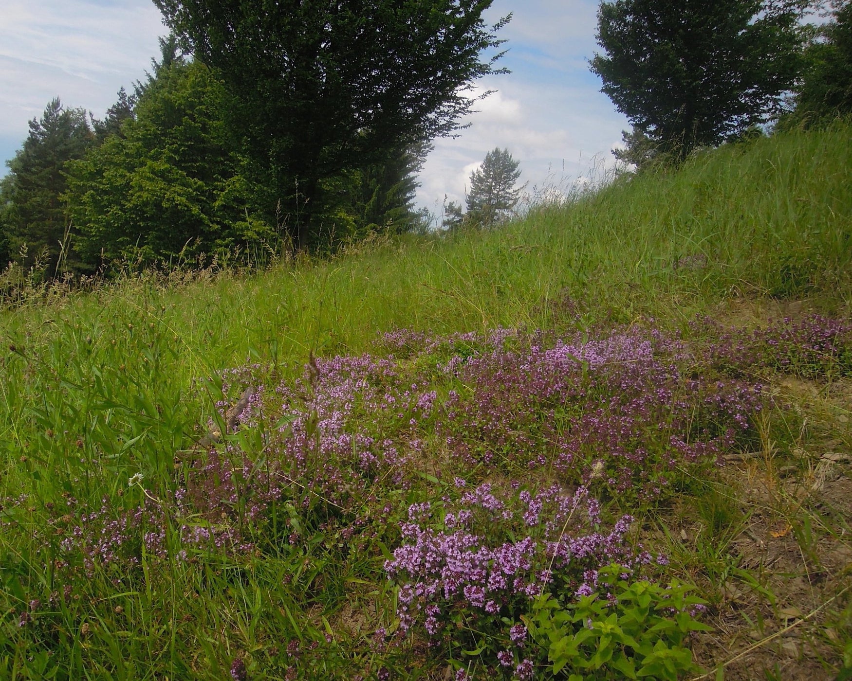 Field Thyme Seeds (Thymus pulegioides) — Northwest Meadowscapes