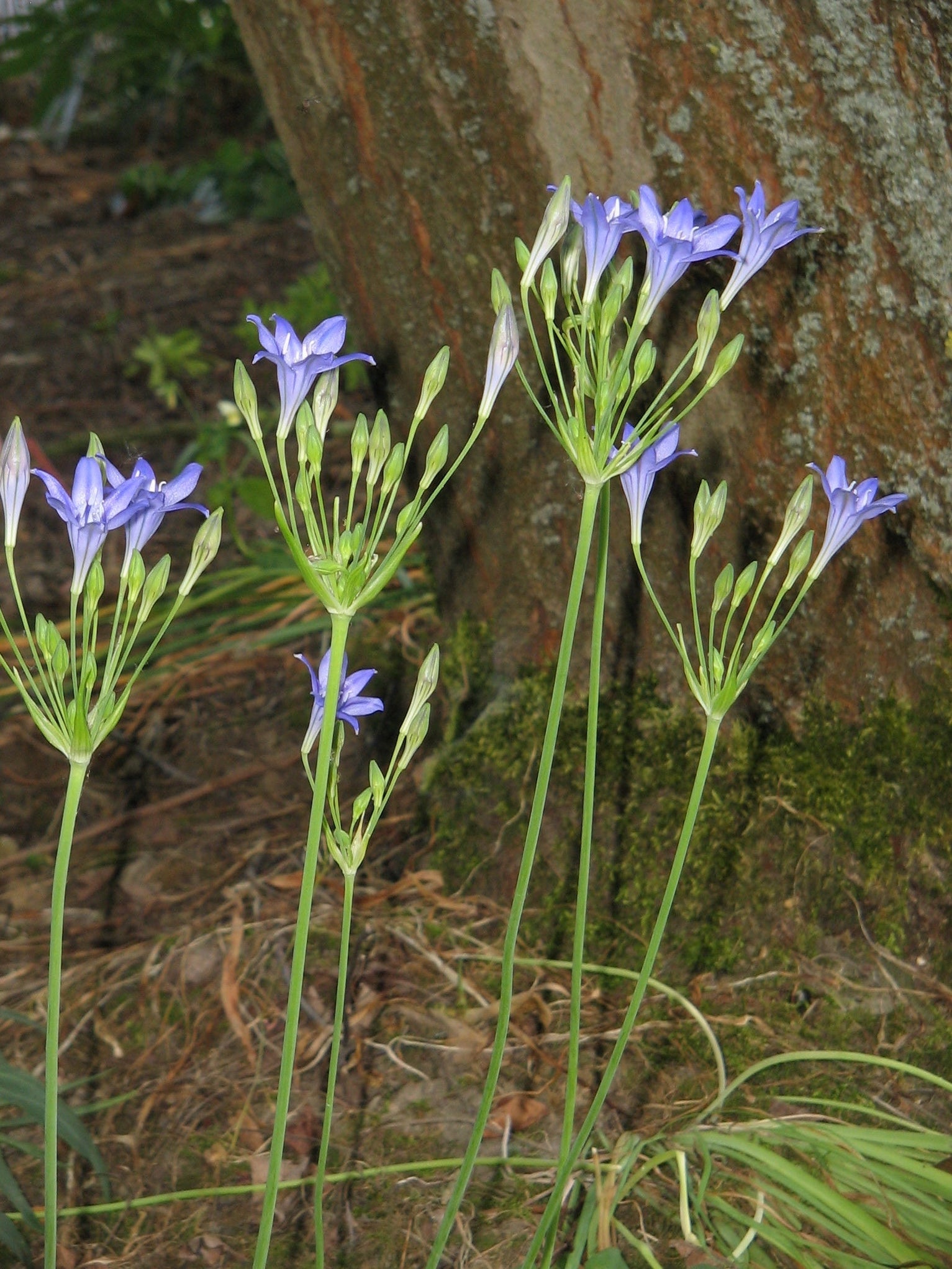 Ithuriel’s Spear Bulbs (Triteleia laxa) - (10 Ct.) — Northwest Meadowscapes