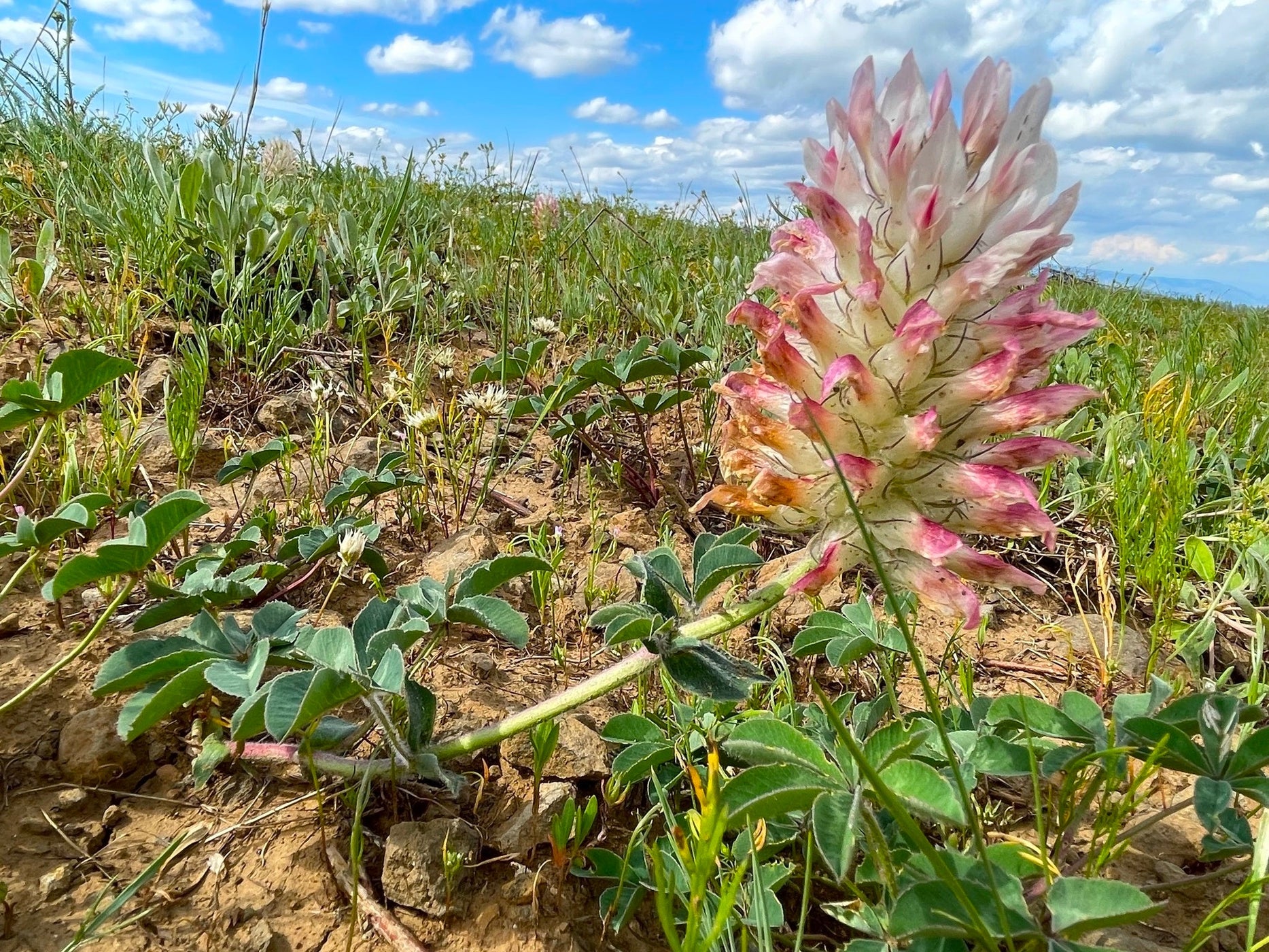 Large-Headed Clover Seeds (Trifolium macrocephalum) — Northwest ...