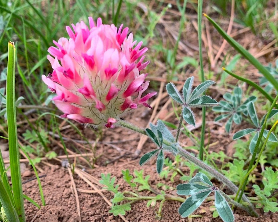 Large-Headed Clover Seeds (Trifolium macrocephalum) — Northwest ...