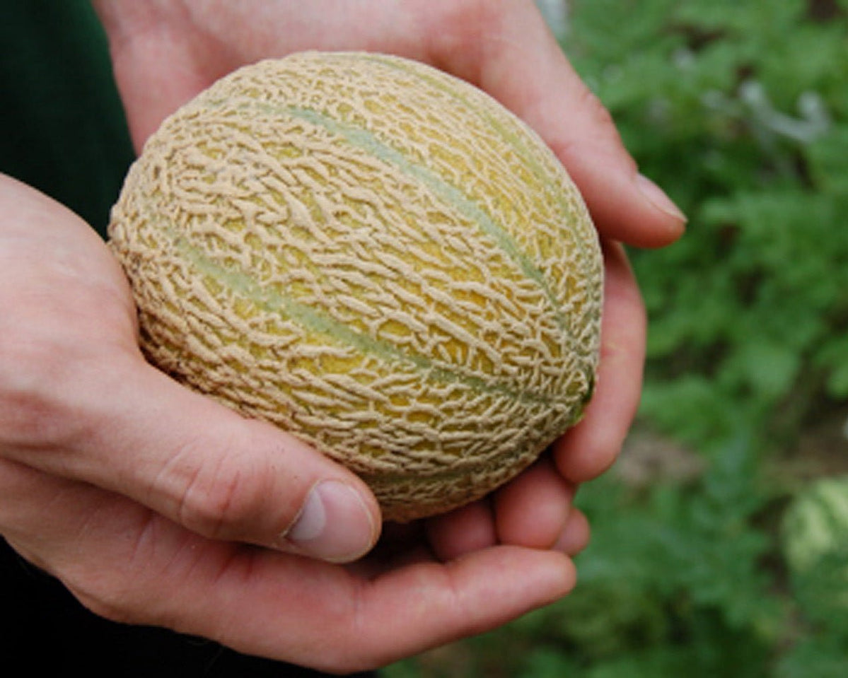 Minnesota Mini-Melon Seeds — Northwest Meadowscapes