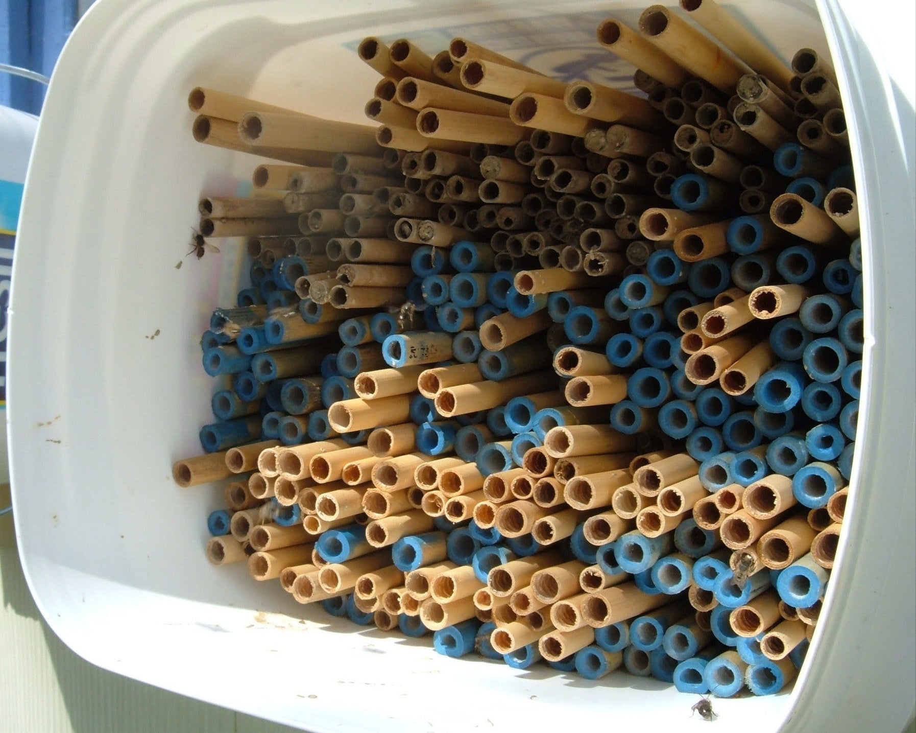 Natural Reeds for Mason and Leafcutter Bees (50-bundle) — Northwest ...