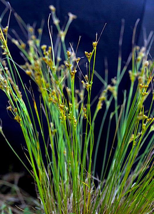 Path Rush Seeds (Juncus tenuis) — Northwest Meadowscapes