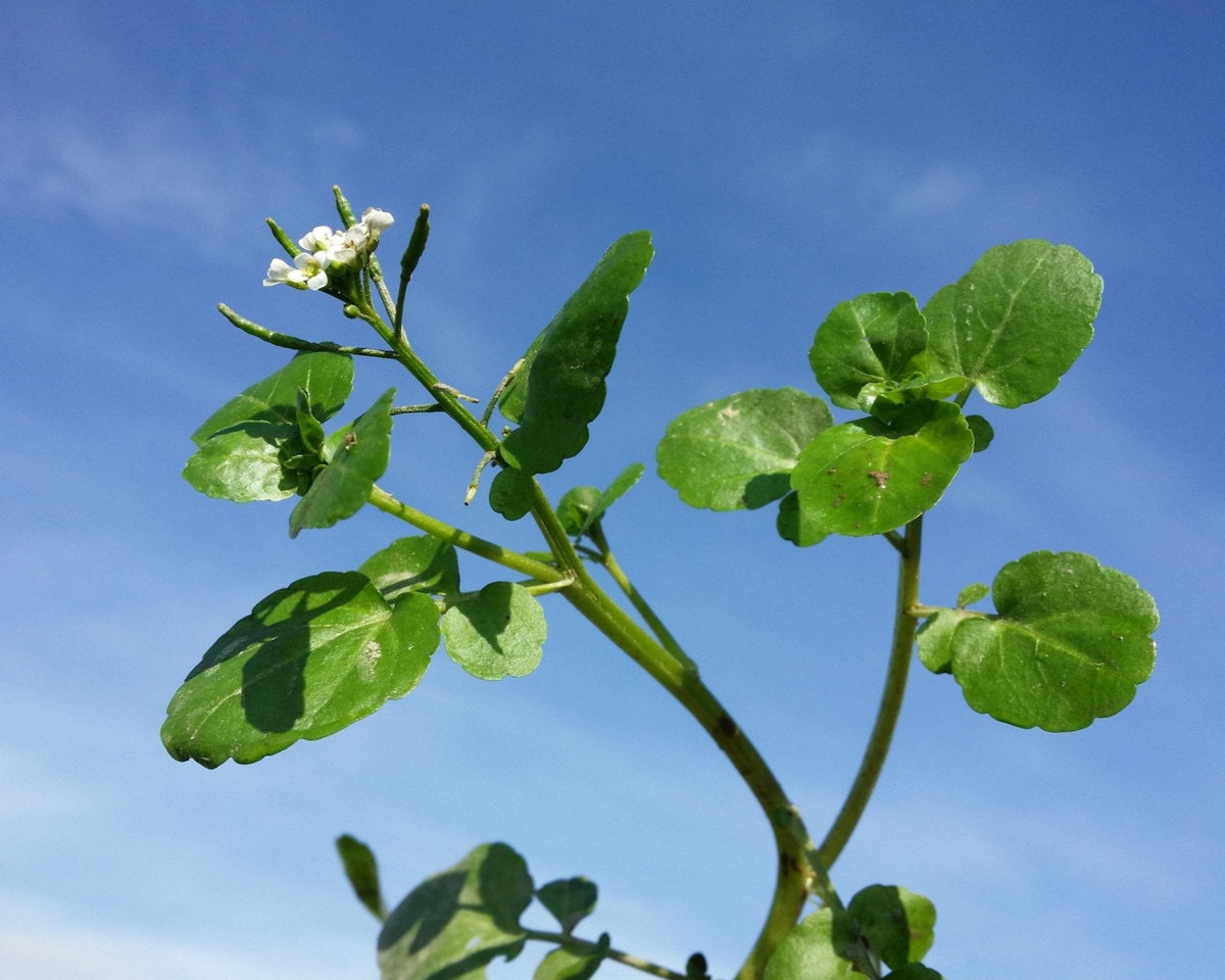 Watercress Seeds (Nasturtium officinale) — Northwest Meadowscapes