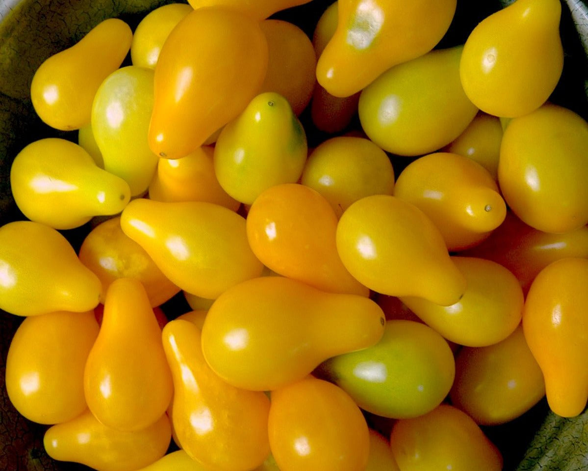 Yellow Pear Tomato Seeds 'Fort Vancouver' — Northwest Meadowscapes
