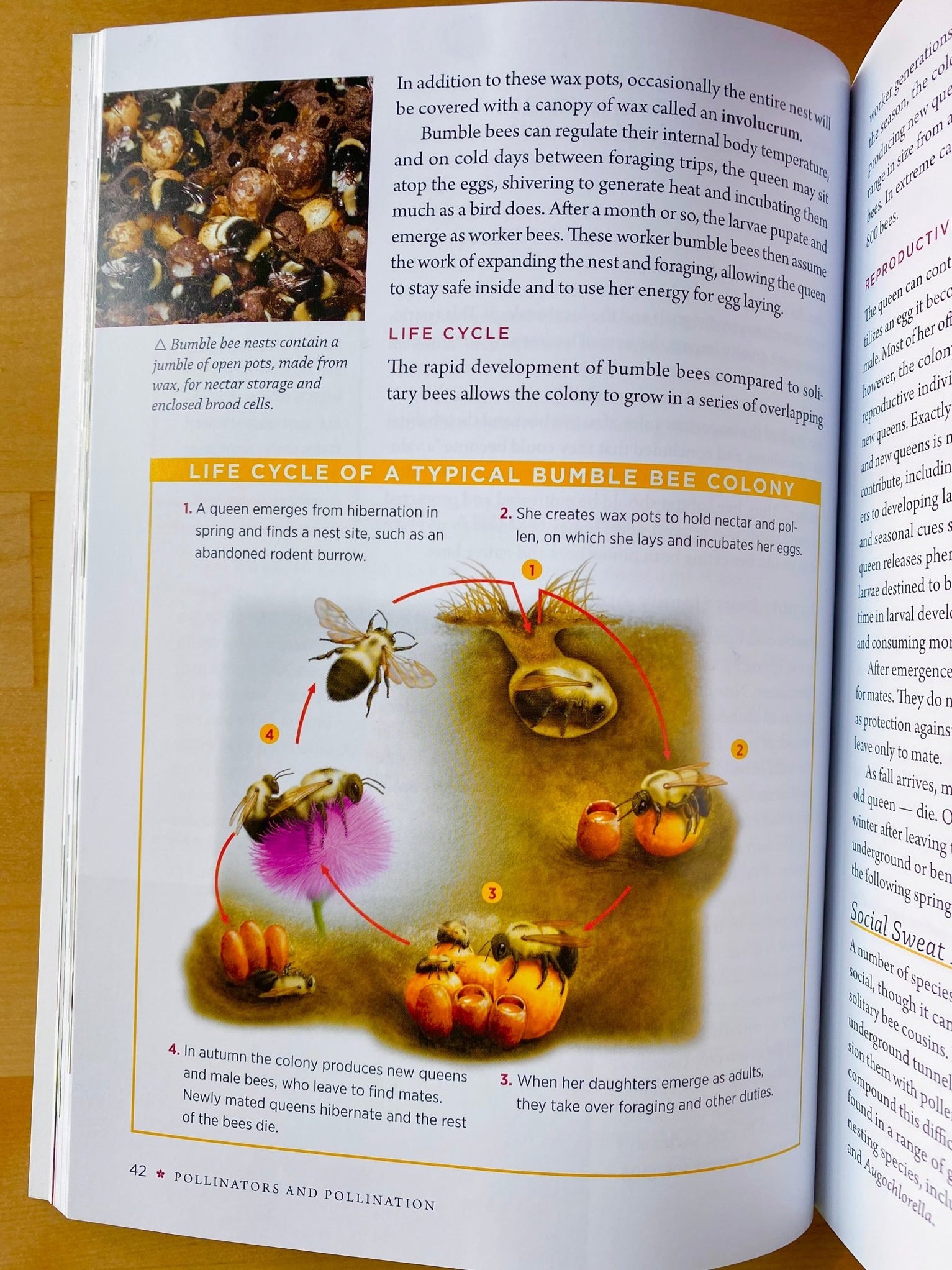 Attracting Native Pollinators (A Xerces Society Guide Book) — Northwest ...