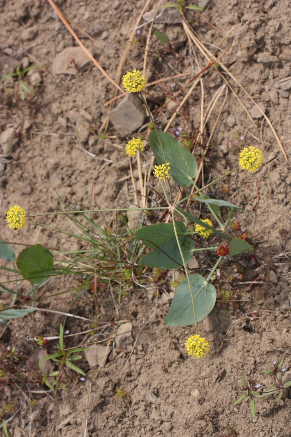 Barestem Biscuitroot Seeds (Lomatium nudicaule) — Northwest Meadowscapes