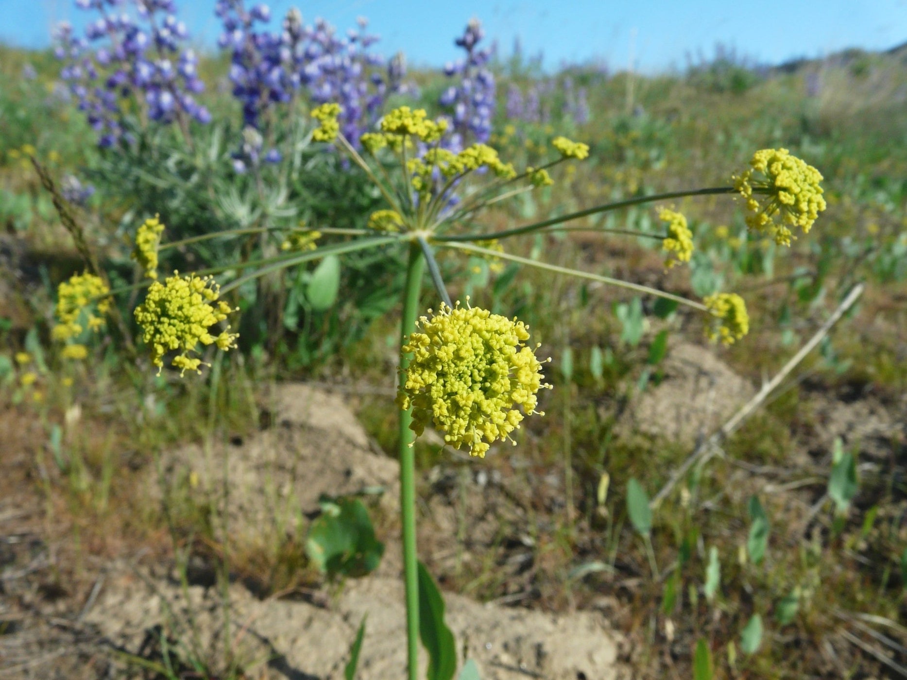 Barestem Biscuitroot Seeds (Lomatium nudicaule) — Northwest Meadowscapes