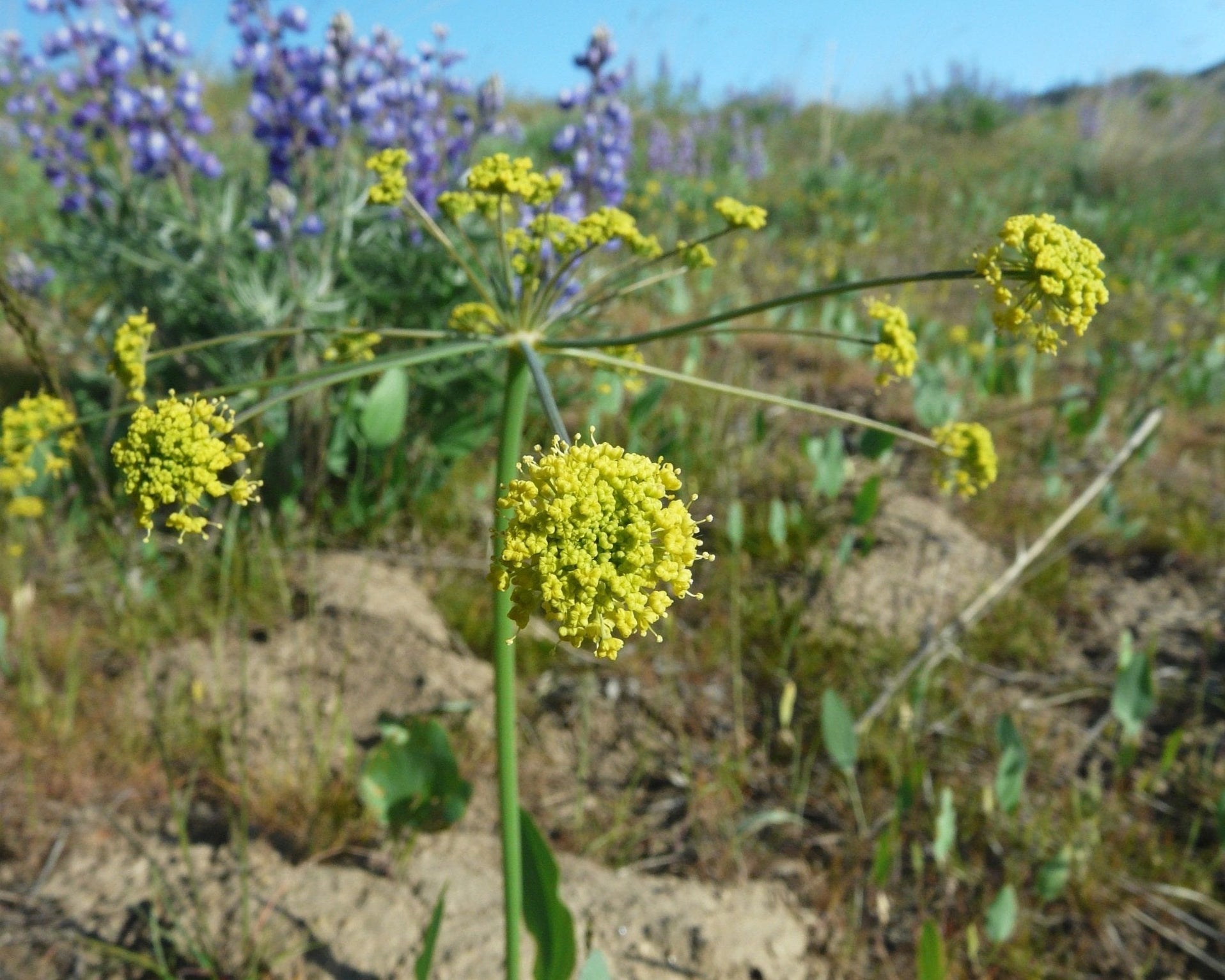 Barestem Biscuitroot Seeds (Lomatium nudicaule) — Northwest Meadowscapes