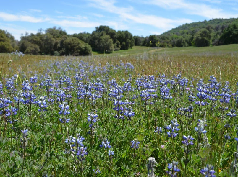 lupinus bicolor native range