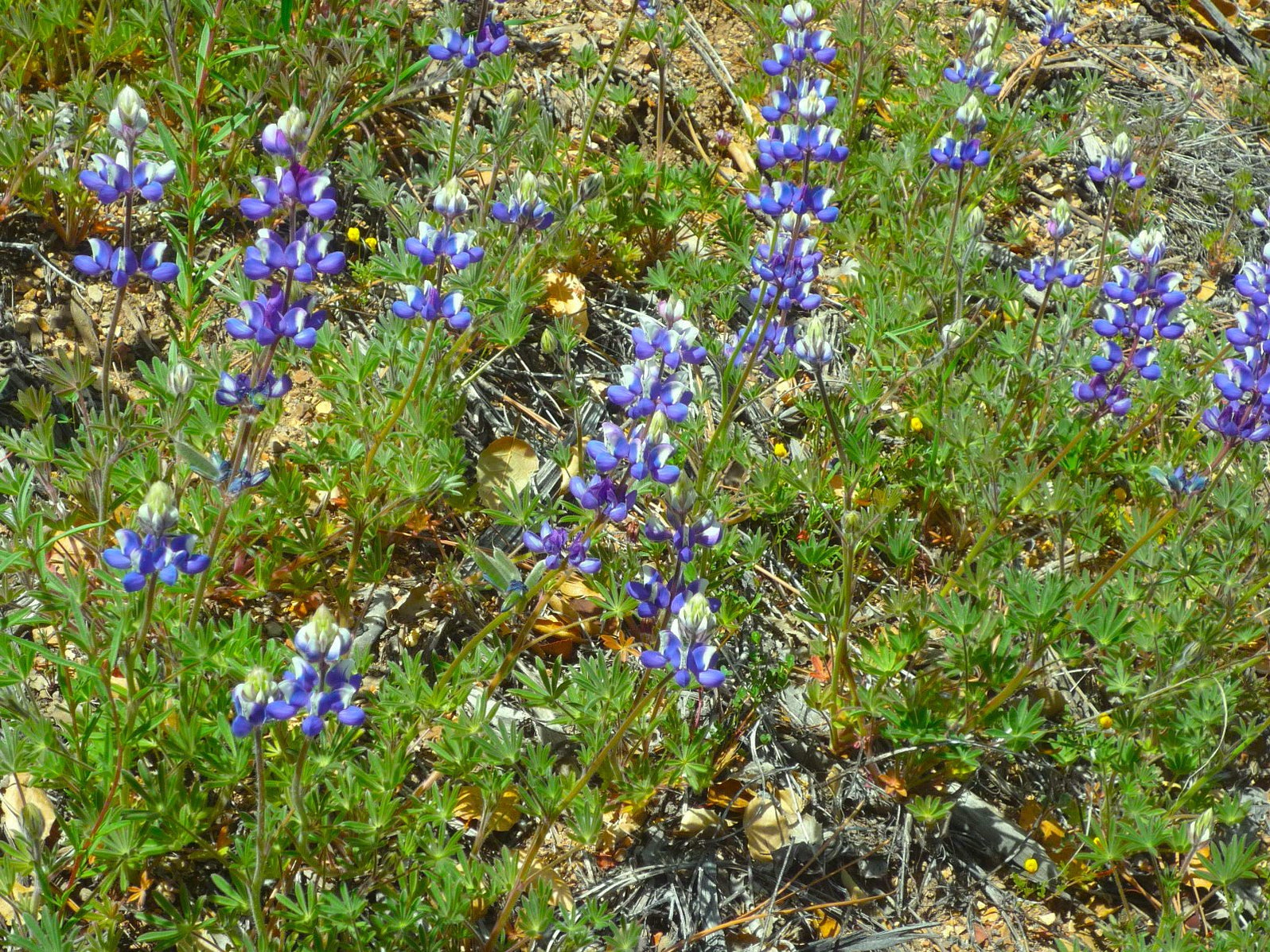 Bicolor Lupine Seeds (Lupinus bicolor) — Northwest Meadowscapes