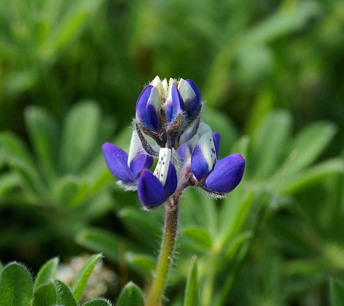 Bicolor Lupine Seeds (Lupinus bicolor) — Northwest Meadowscapes