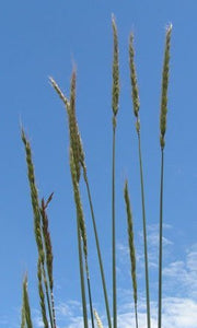 Blue Wild Rye Seeds (Elymus glaucus) — Northwest Meadowscapes