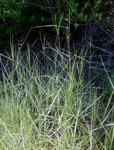 Blue Wild Rye Seeds (Elymus glaucus) — Northwest Meadowscapes