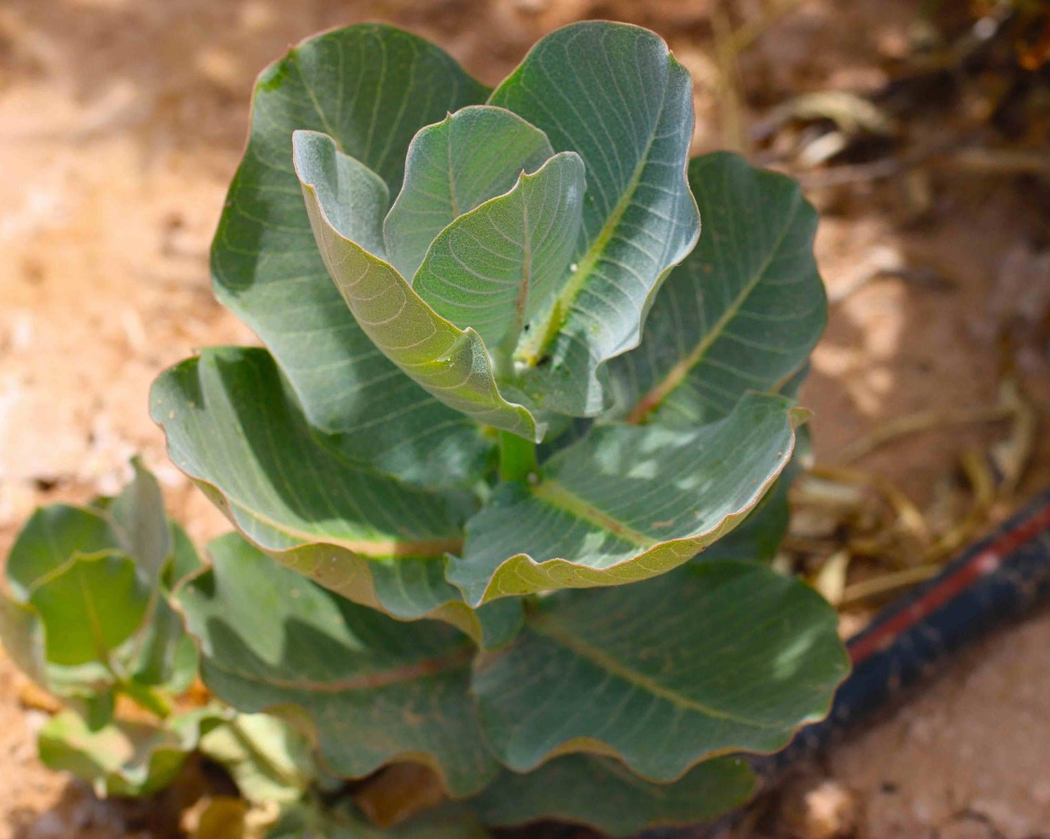 Broadleaf Milkweed Seeds (Asclepias latifolia) — Northwest Meadowscapes