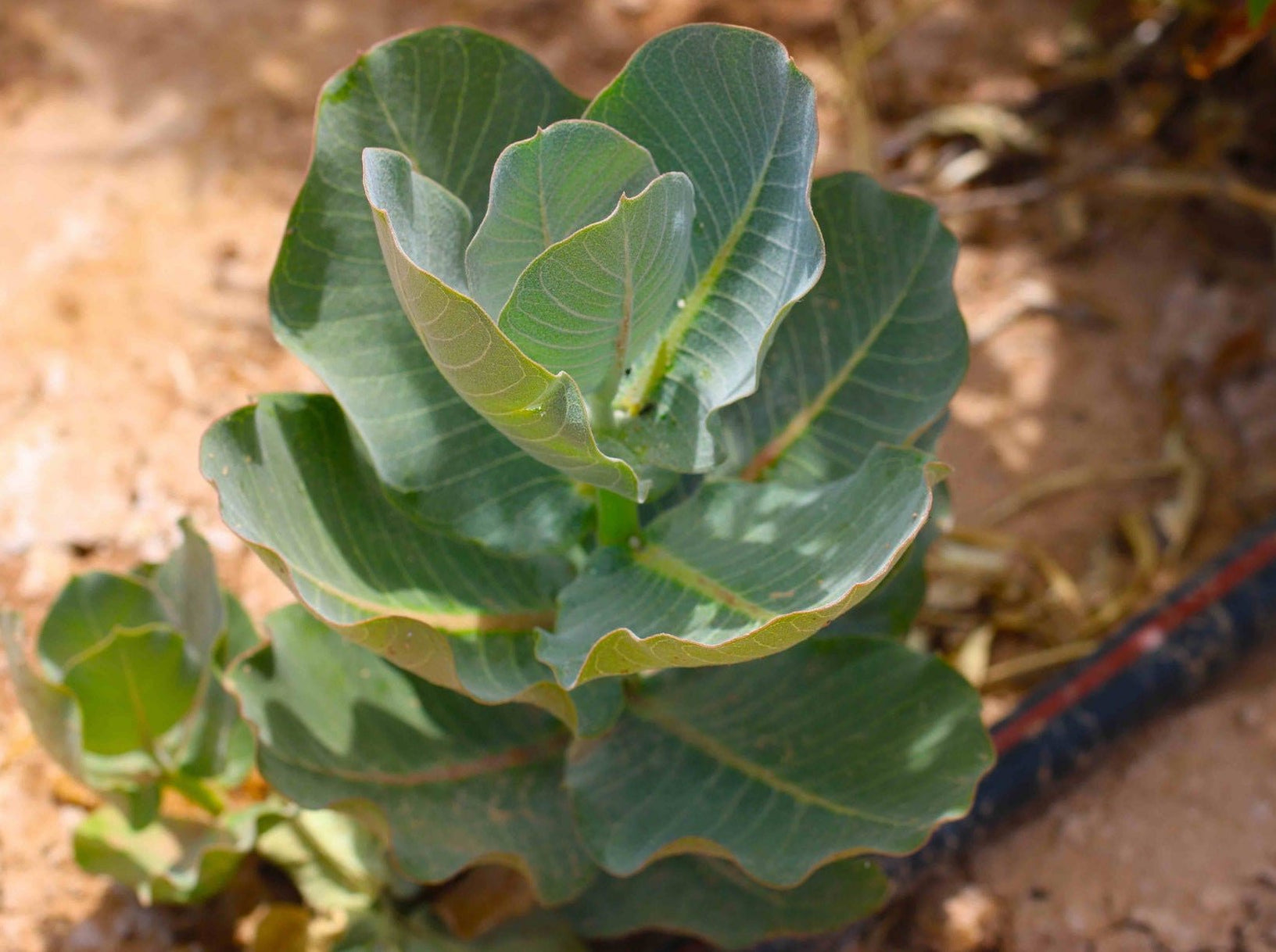 Broadleaf Milkweed Seeds (Asclepias latifolia) — Northwest Meadowscapes