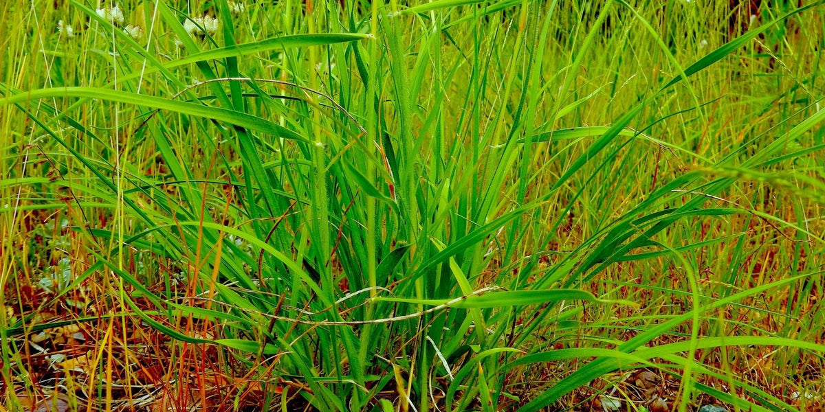 California Oatgrass Seeds (Danthonia californica) — Northwest Meadowscapes