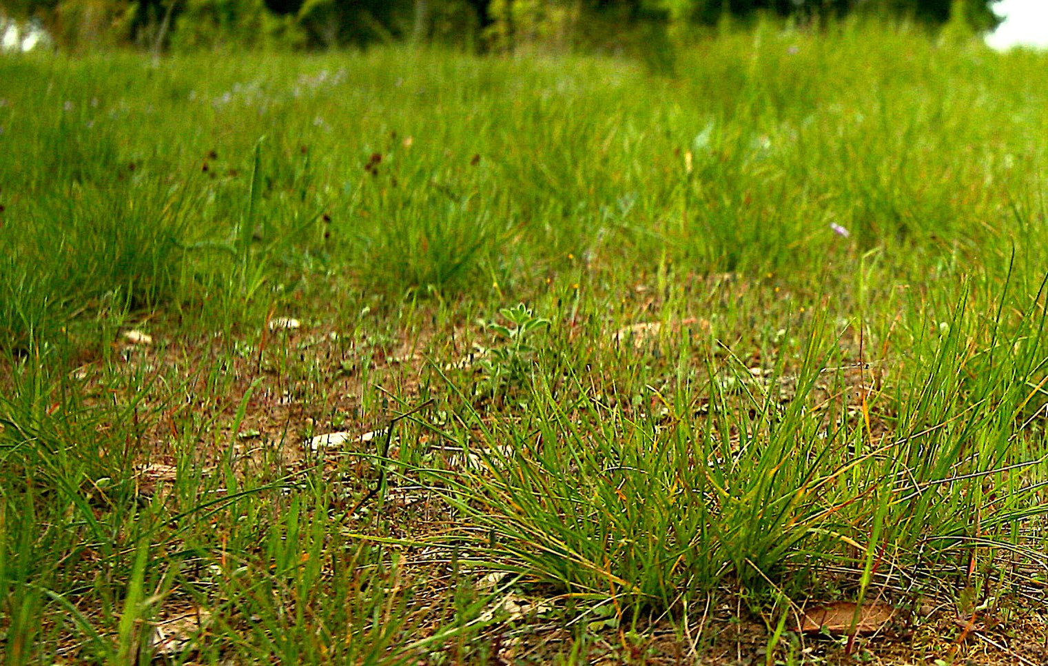 California Oatgrass Seeds (Danthonia californica) — Northwest Meadowscapes