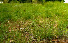 California Oatgrass Seeds (Danthonia californica) — Northwest Meadowscapes