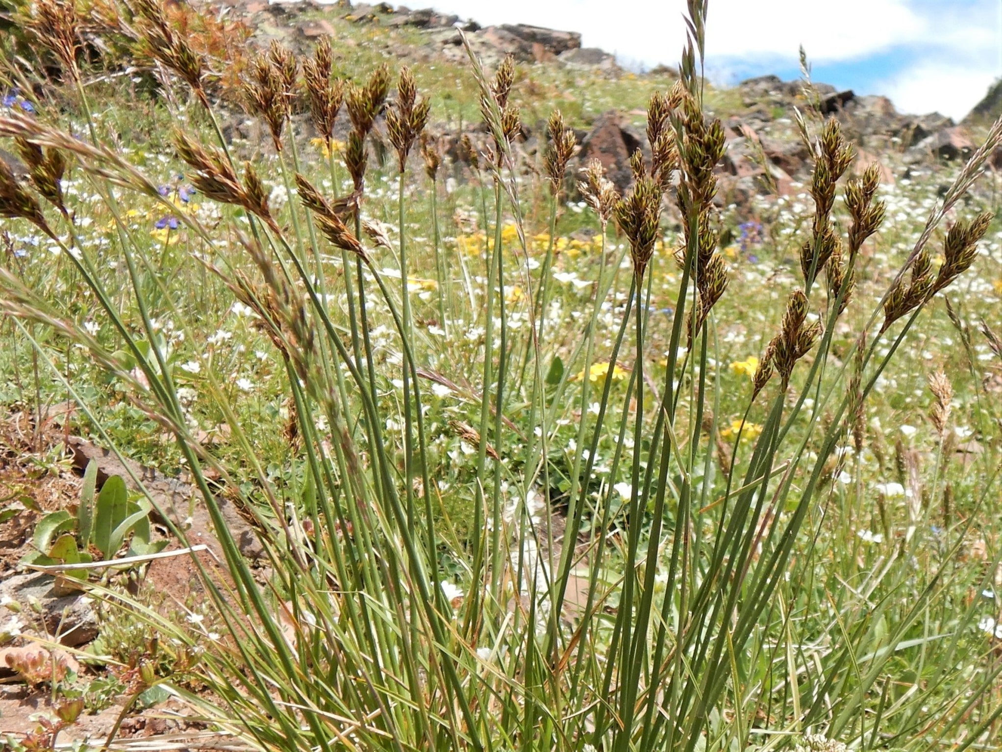Chamisso Sedge Seeds (Carex pachystachya) — Northwest Meadowscapes
