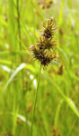 Chamisso Sedge Seeds (Carex pachystachya) — Northwest Meadowscapes