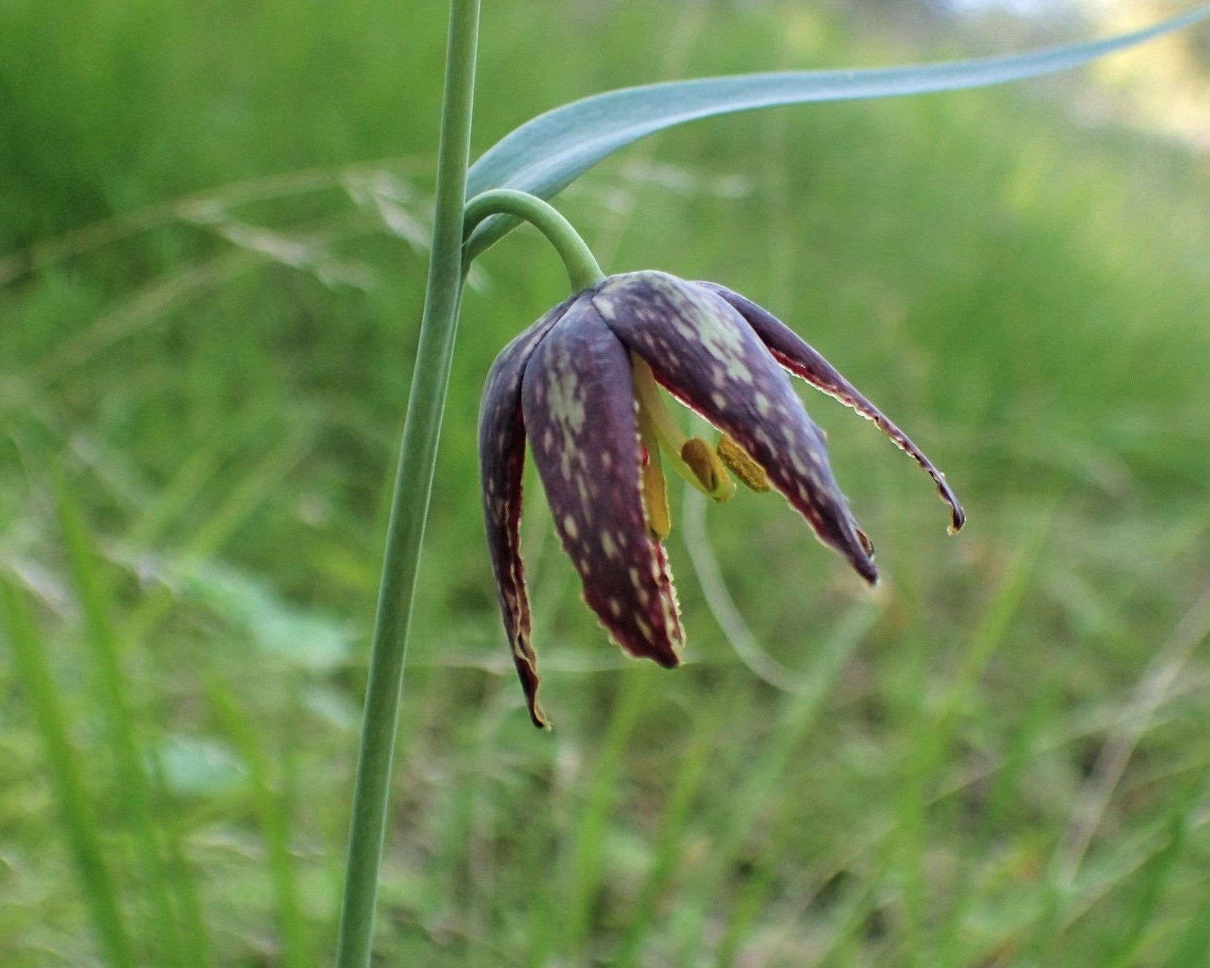 Checker Lily Seeds (Fritillaria affinis) — Northwest Meadowscapes