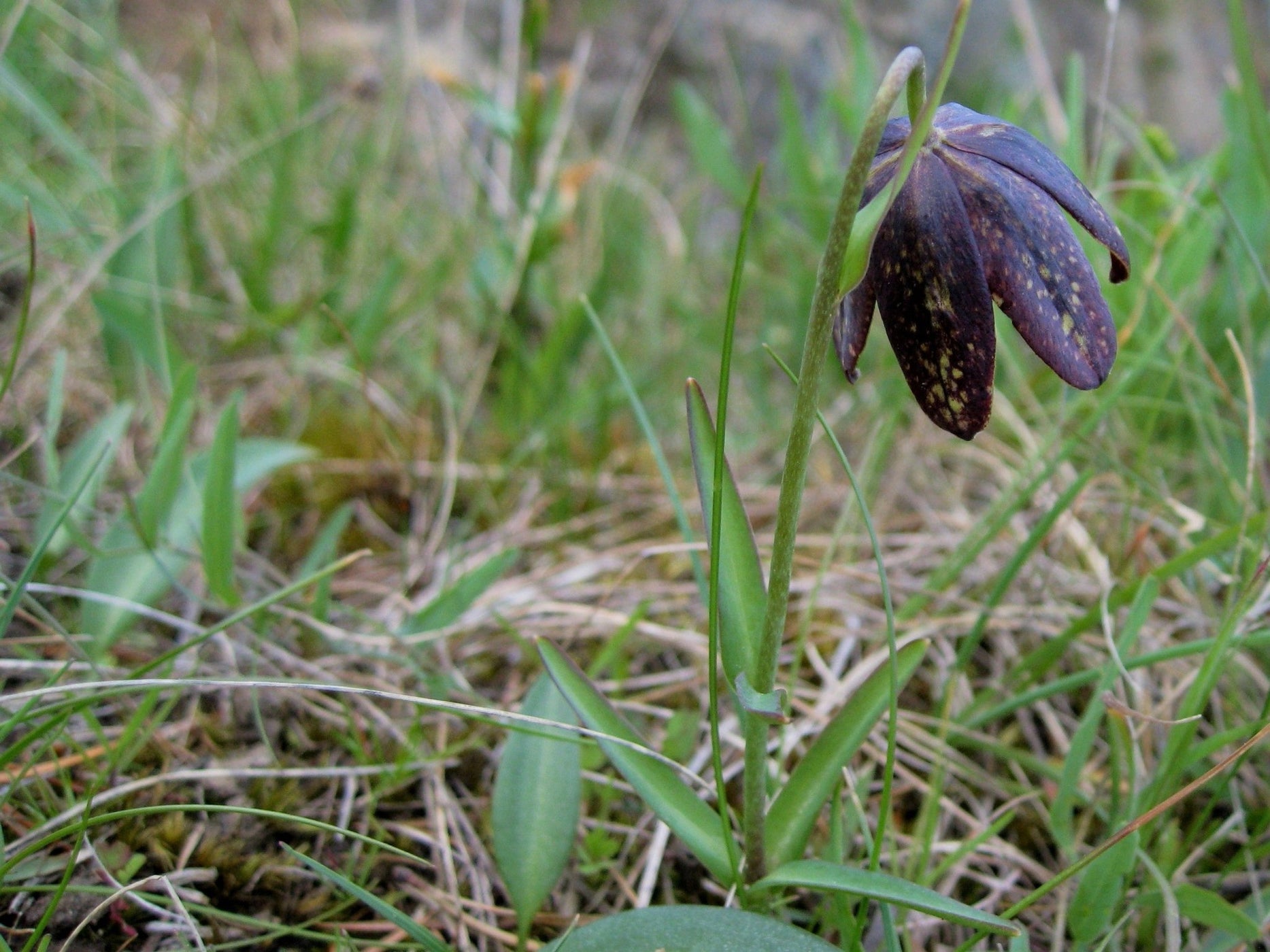 Checker Lily Seeds (Fritillaria affinis) — Northwest Meadowscapes