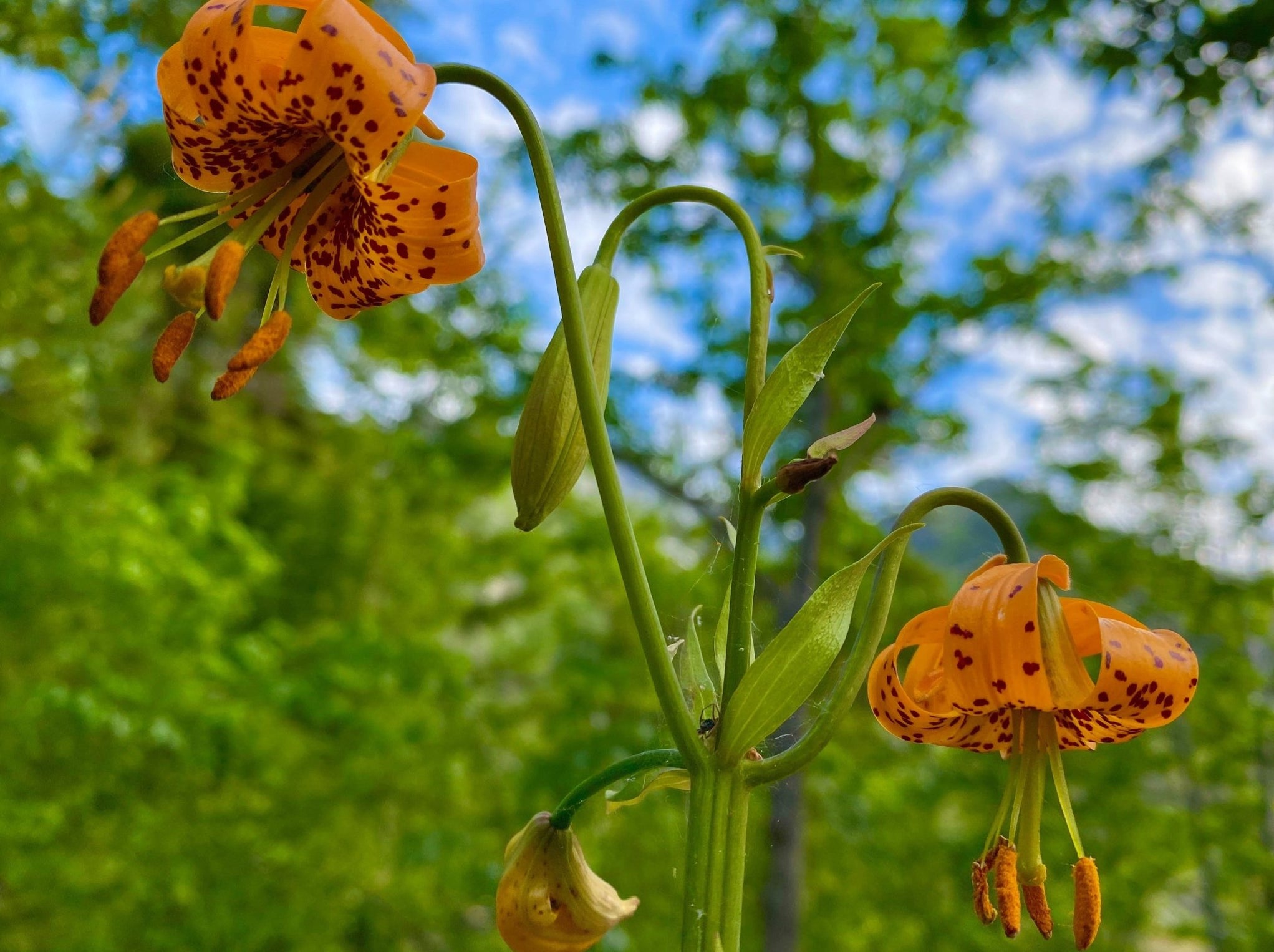 Columbia Lily Seeds (Lilium columbianum) — Northwest Meadowscapes
