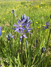 Common Camas Bulbs (Camassia quamash) - Pre-Order for Fall 2025 ...
