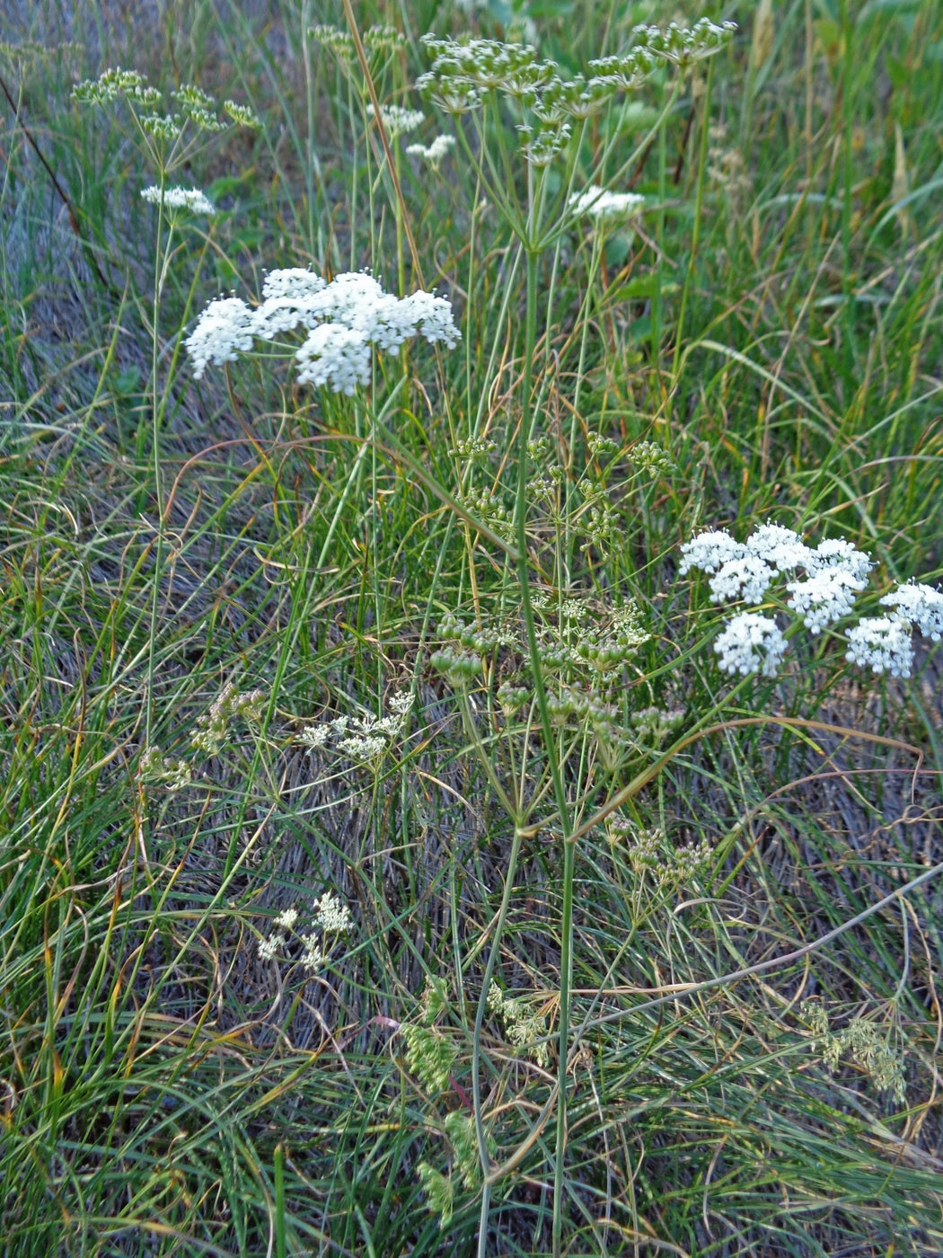 Common Yampah Seeds (Perideridia gairdneri) — Northwest Meadowscapes