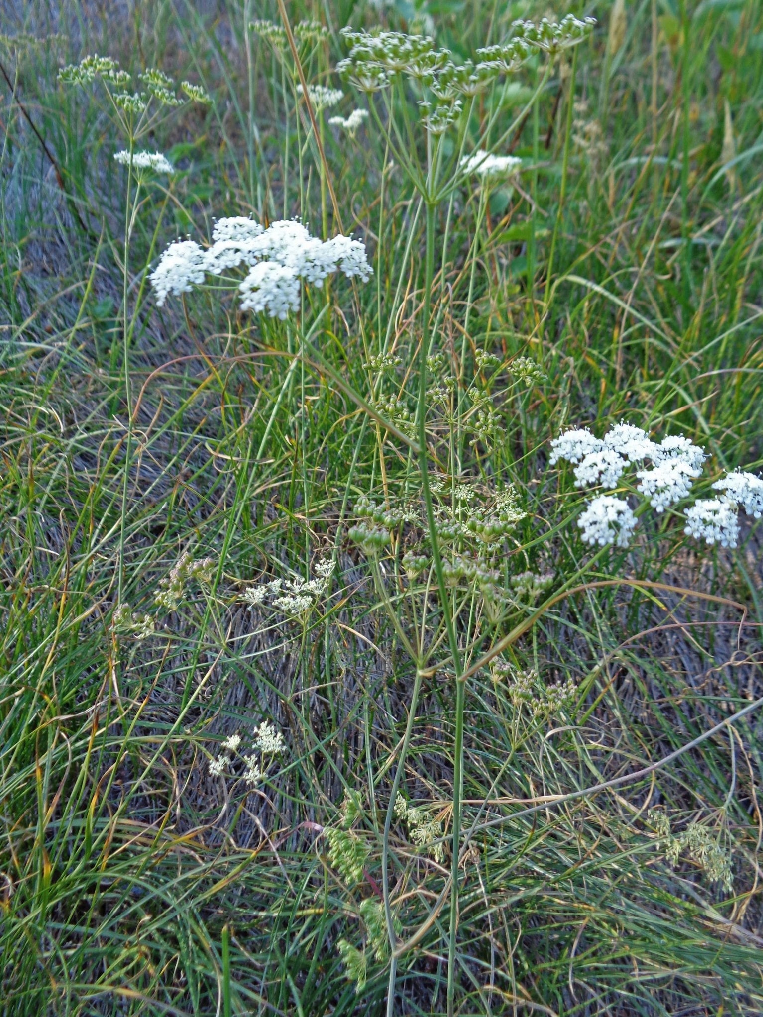 Common Yampah Seeds (Perideridia gairdneri) — Northwest Meadowscapes