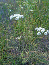 Common Yampah Seeds (Perideridia gairdneri) — Northwest Meadowscapes