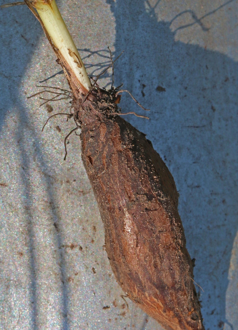 Common Yampah Seeds (Perideridia gairdneri) — Northwest Meadowscapes