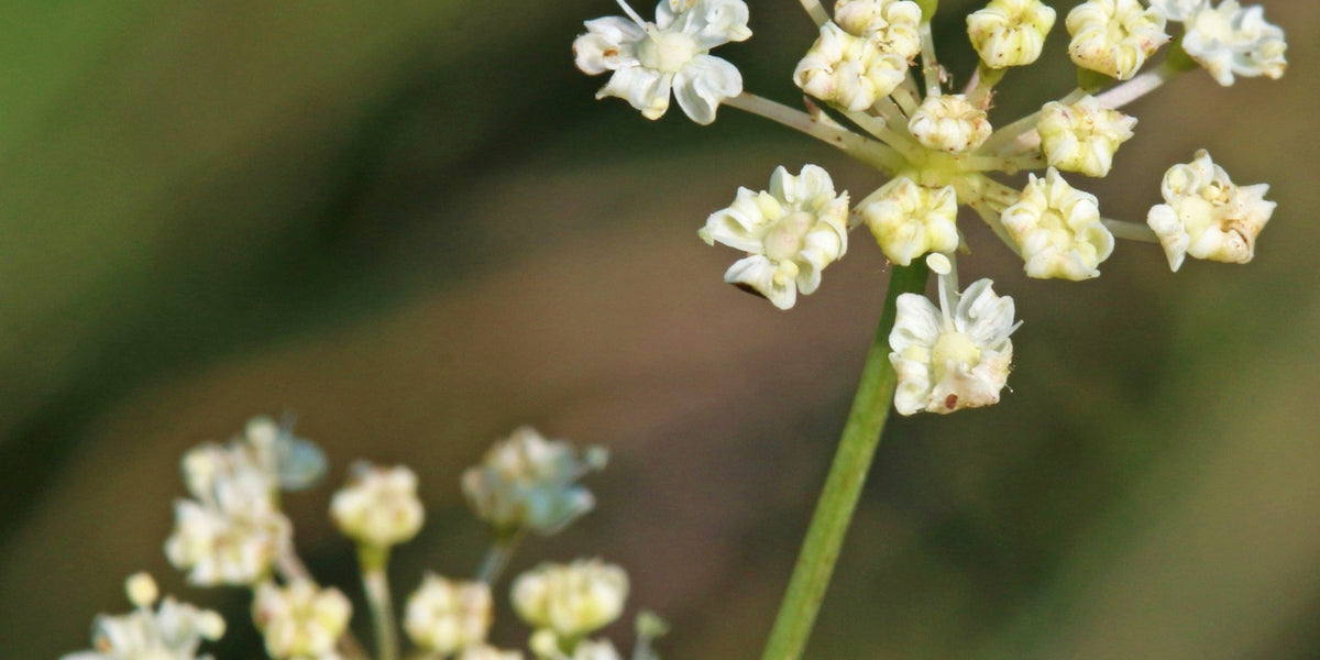 Common Yampah Seeds (Perideridia gairdneri) — Northwest Meadowscapes