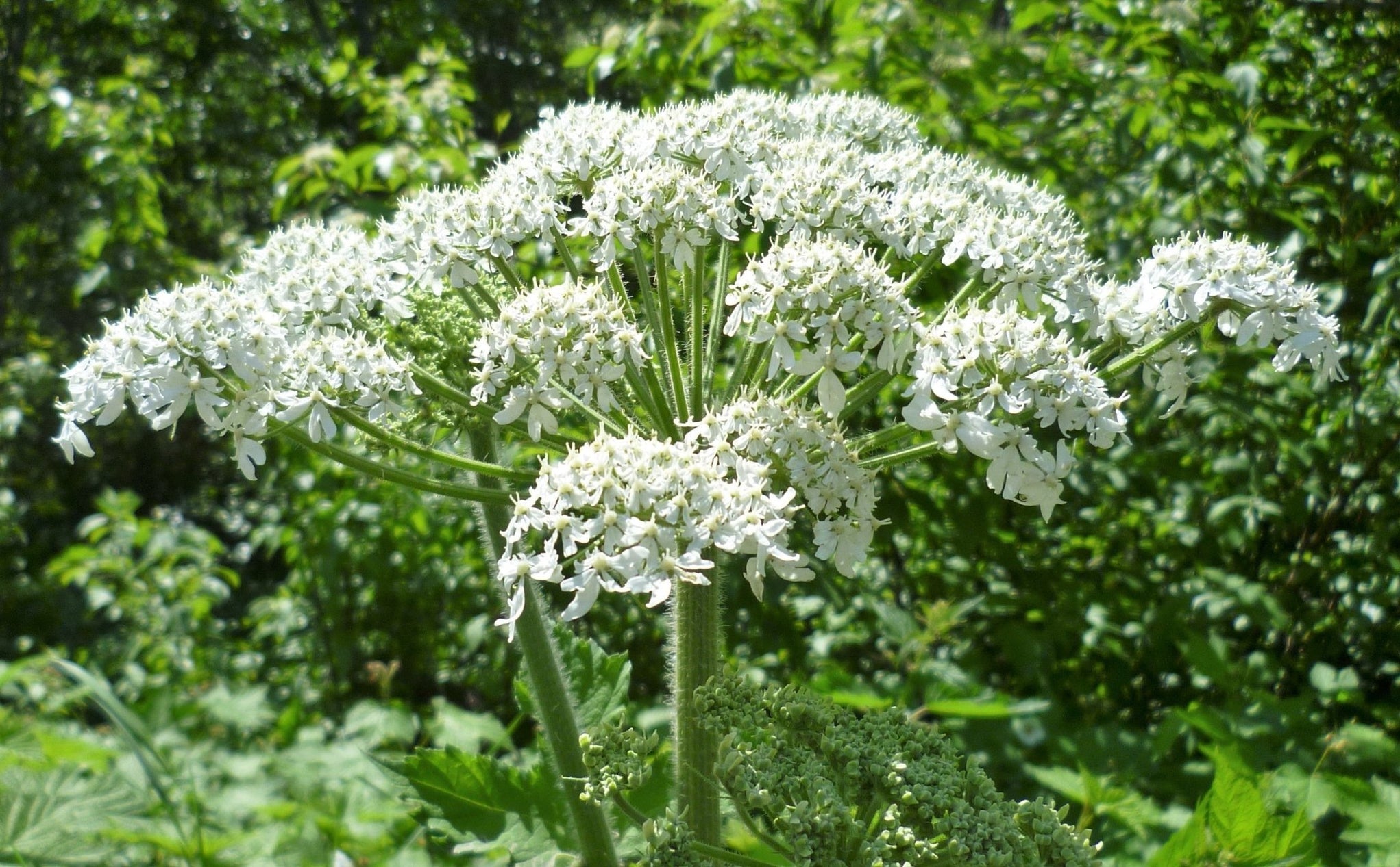 Cow Parsnip Seeds (Heracleum maximum) — Northwest Meadowscapes