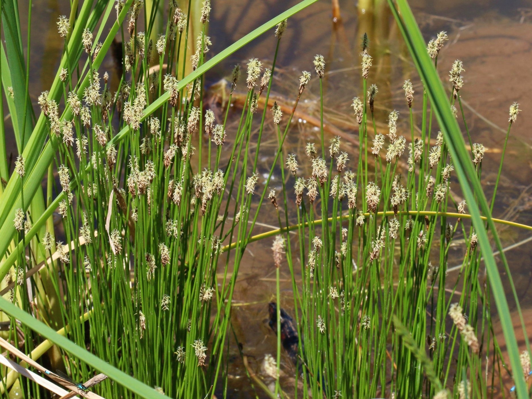 Creeping Spikerush Seeds (Eleocharis palustris) — Northwest Meadowscapes